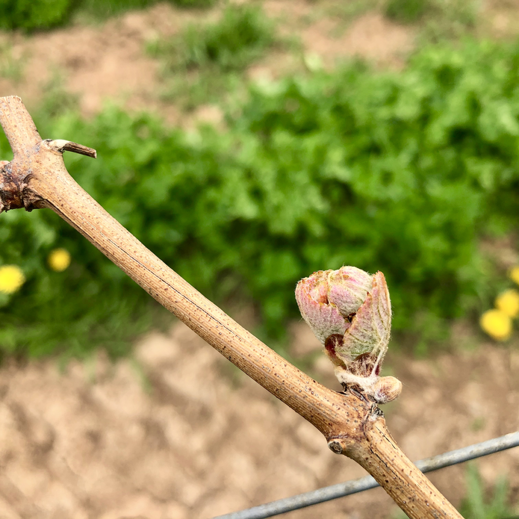 Vineyard 101: Bud Break - Heart & Hands Wine Company