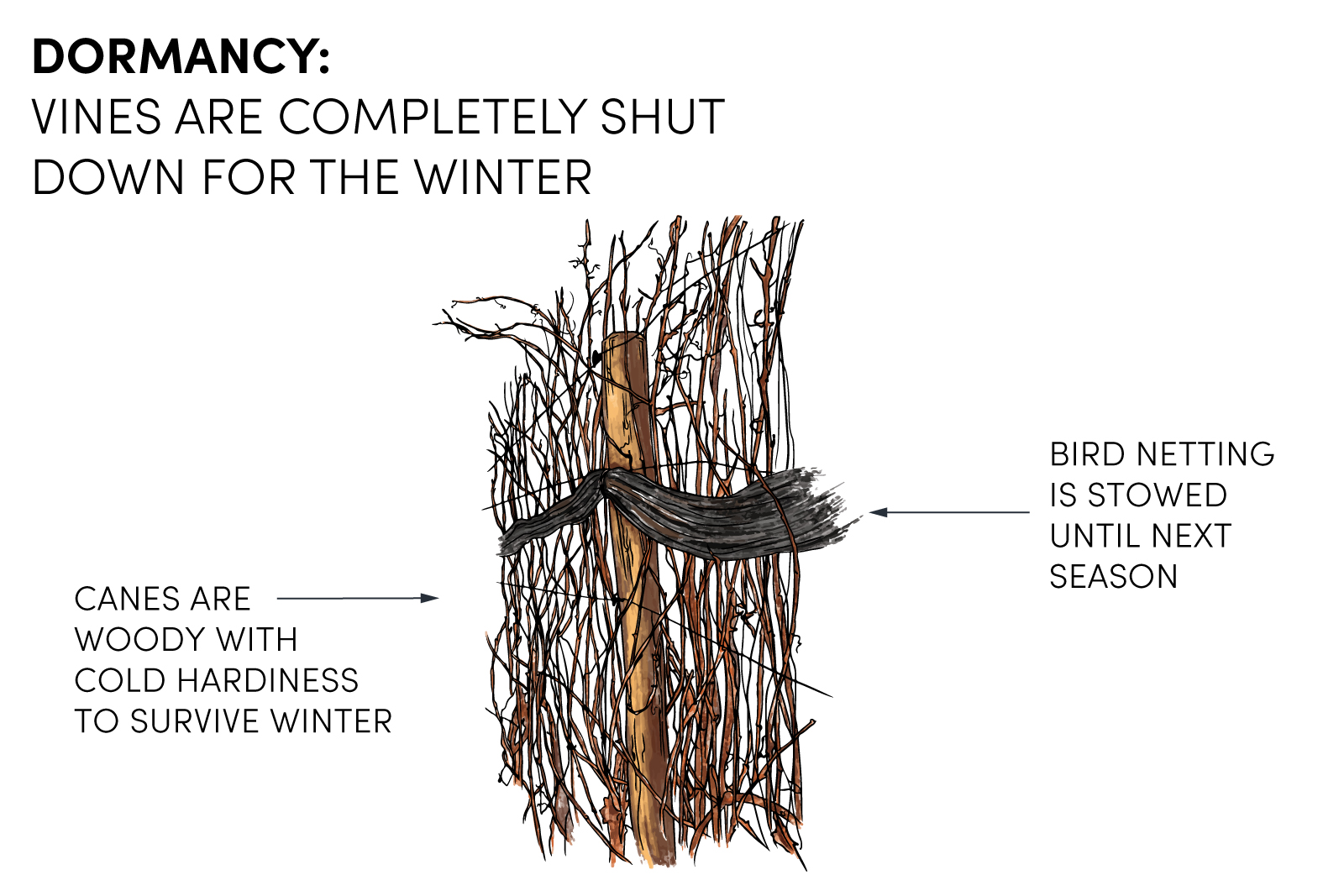 Vineyard 101: Dormancy - Heart & Hands Wine Company